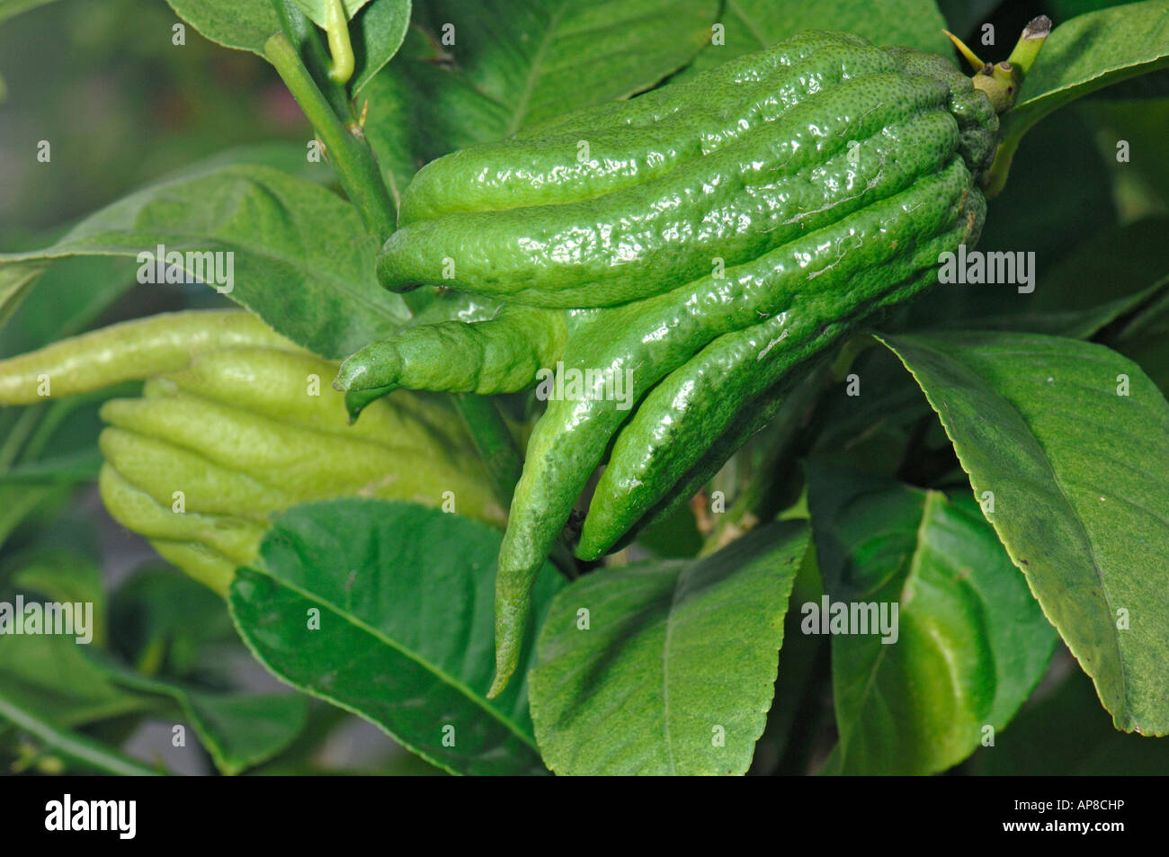 Citron, Buddhas Hand, Buddhas Hand citron, Fingered citron (Citrus ...