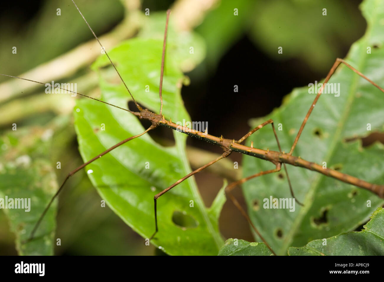 El oriente ecuador hi-res stock photography and images - Alamy