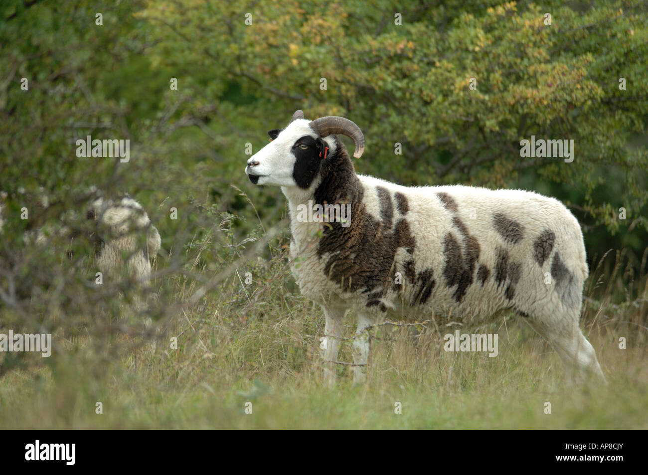 Jacobs Sheep grazing at Aston Rowant National Nature Reserve Buckingham ...