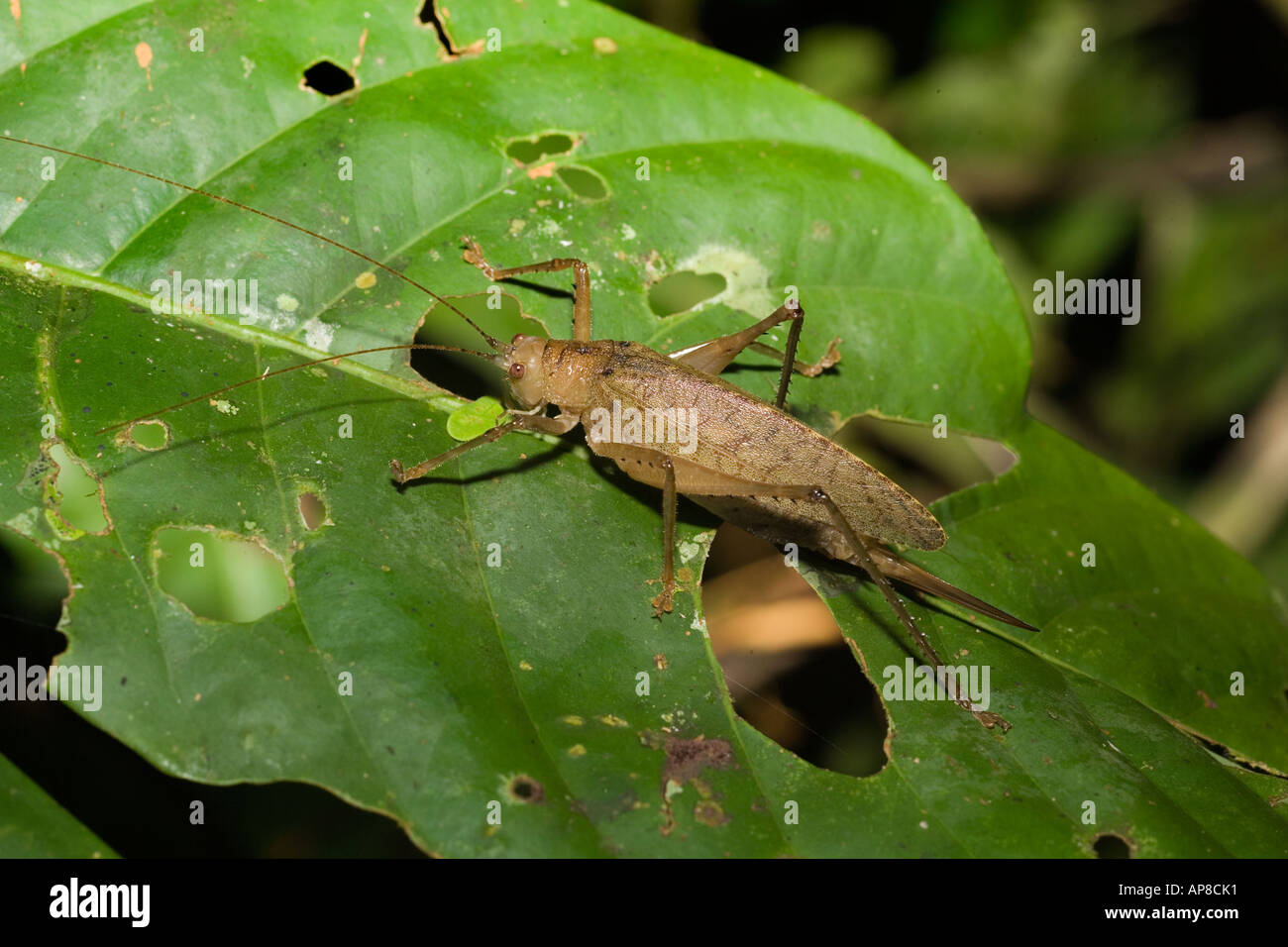 Cloudy weather cricket hi-res stock photography and images - Alamy