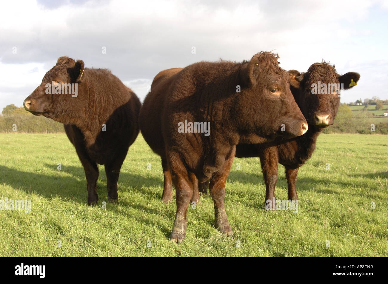 Ruby heath hi-res stock photography and images - Alamy