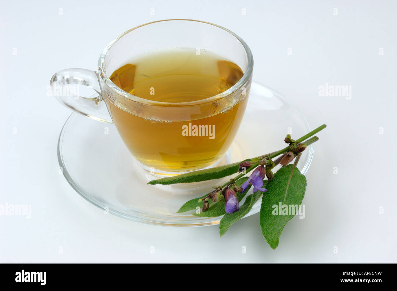 Common Sage (Salvia officinalis) a cup of tea and leaves studio picture ...