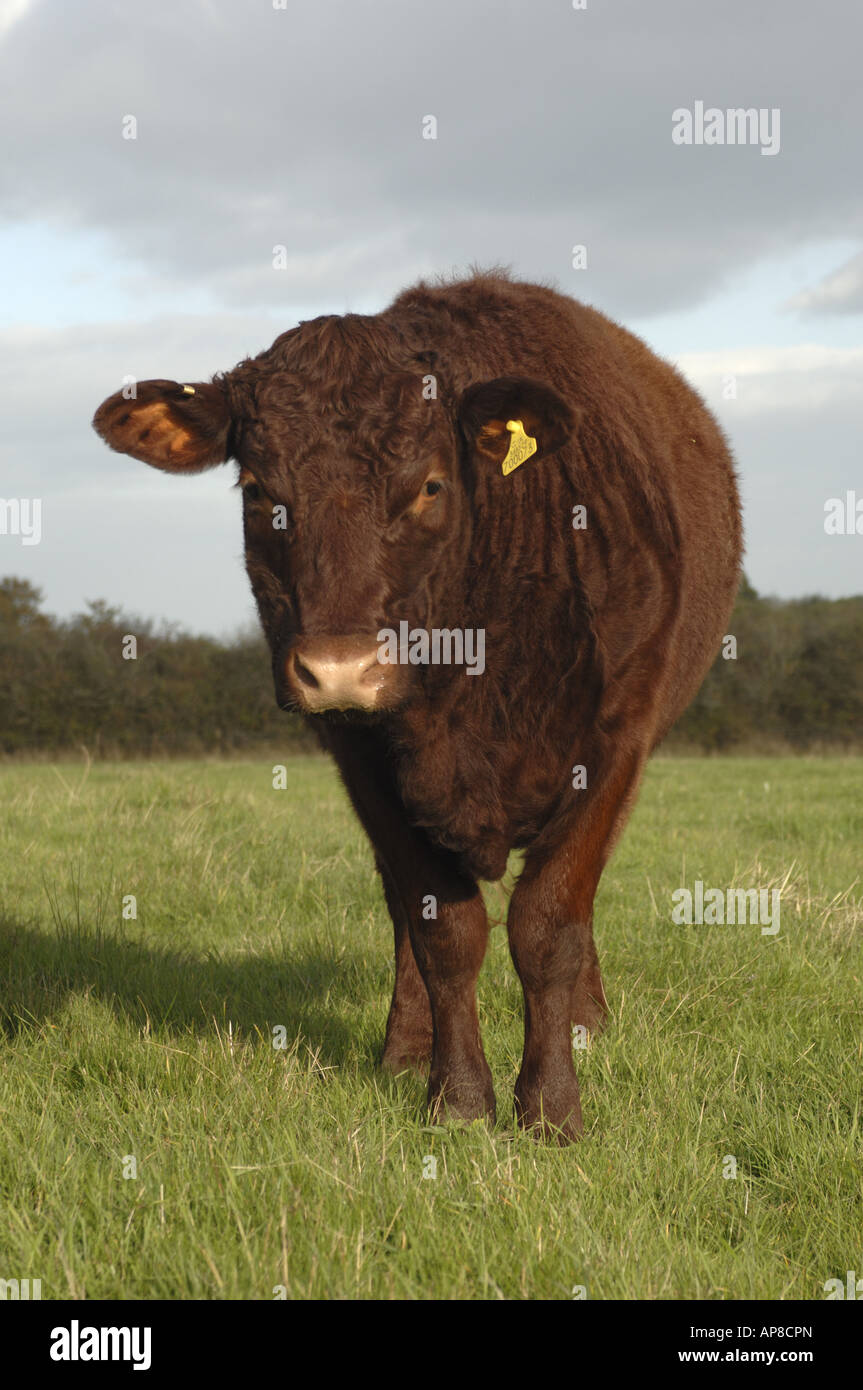 Ruby Red Cattle at Barrington Hill National Nature Reserve Wiltshire ...