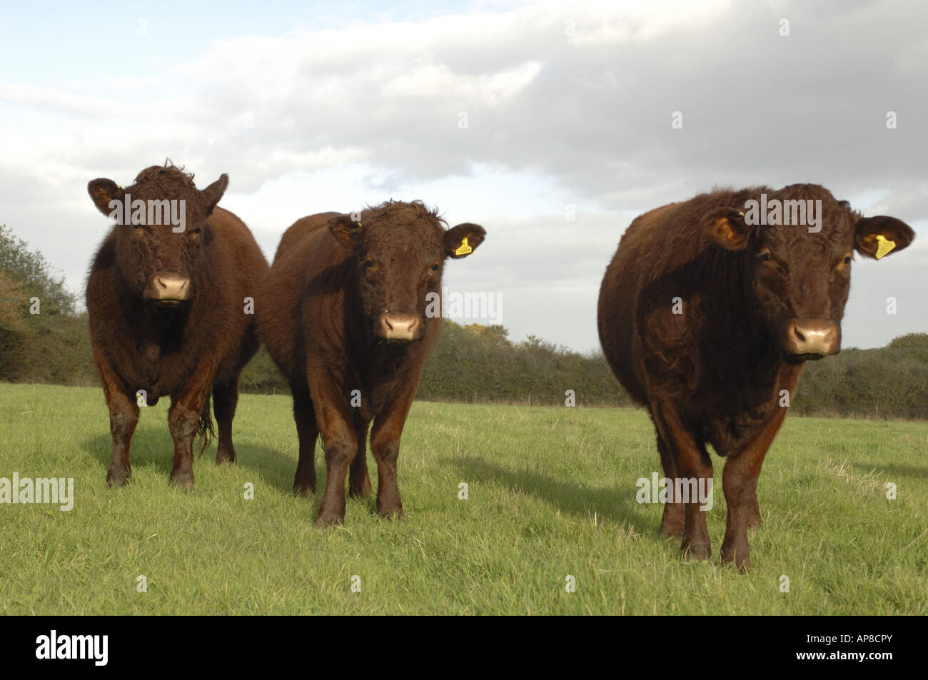 Ruby Red Cattle at Barrington Hill National Nature Reserve Wiltshire ...