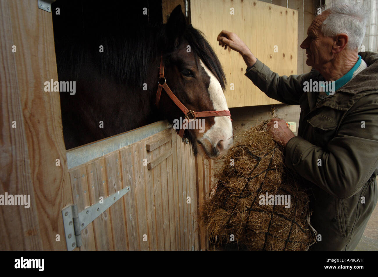 An old aged farmer stands feeding his working shire horse on a farm in ...