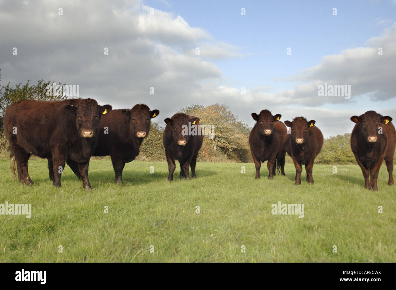 Ruby Red Cattle at Barrington Hill National Nature Reserve Wiltshire ...