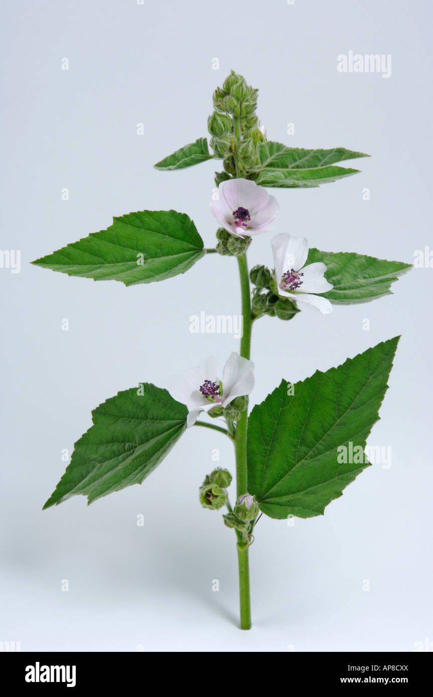 Marsh Mallow, White Mallow (Althaea officinalis), flowering twig ...