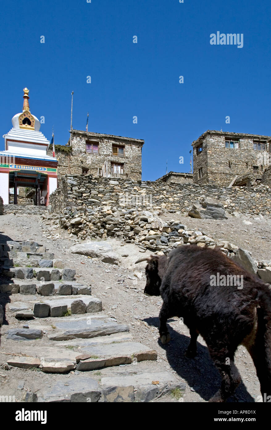 Bull at the entrance of Khangsar village. On the way to Tilicho Lake ...