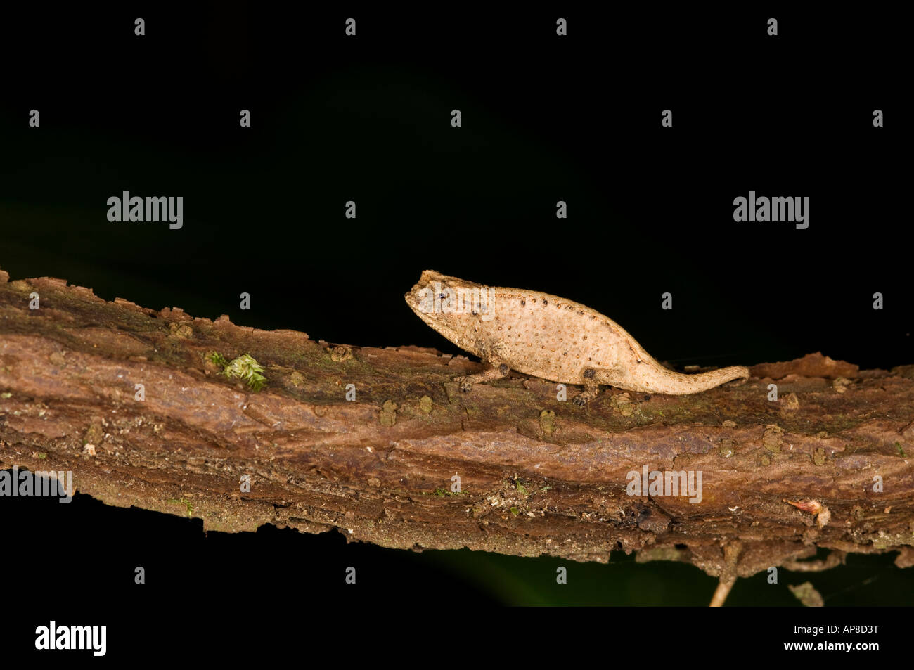 pygmy stump-tailed chameleon, Brookesia minima, Montagne d'Ambre ...