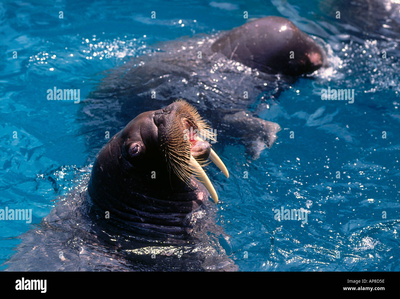 Walrus in zoo hi-res stock photography and images - Alamy