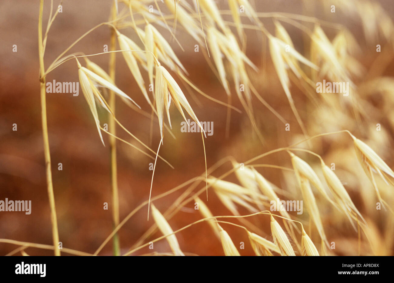 Close up of blonde ripe seedheads of Cultivated oat or Avena sativa ...