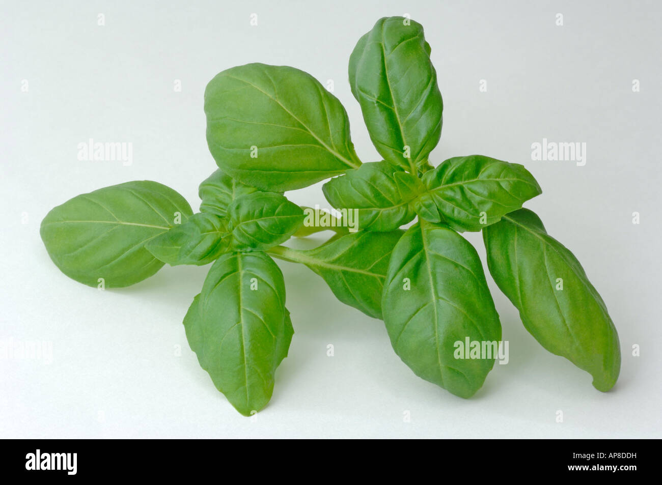 Basil (Ocimum basilicum), stems with leaves, studio picture Stock Photo ...