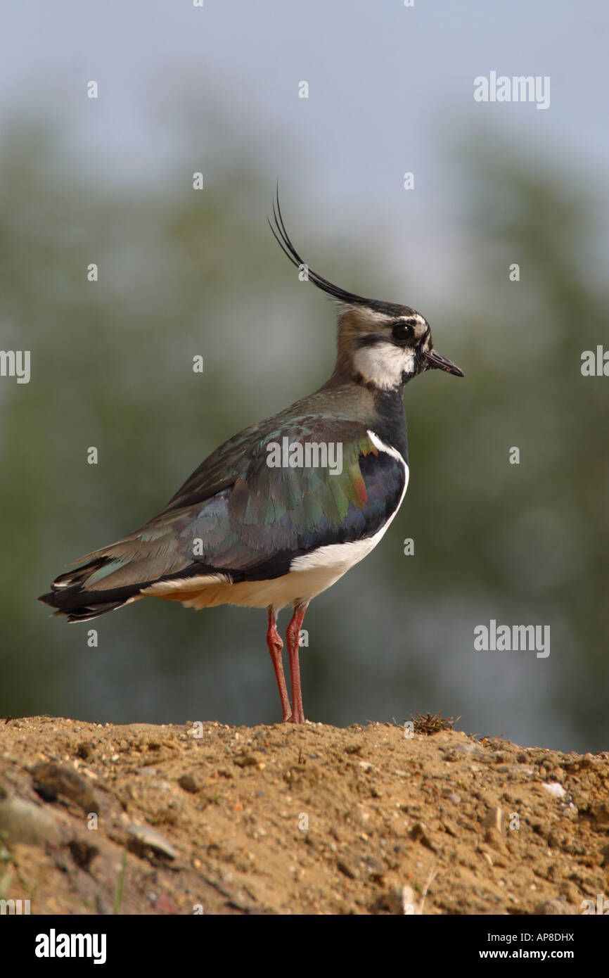 Lapwing british isles hi-res stock photography and images - Alamy