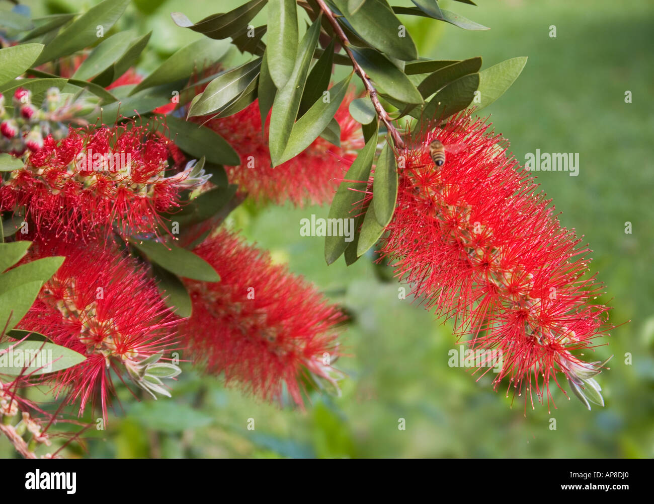 Bottle Brush flowers up close Stock Photo - Alamy