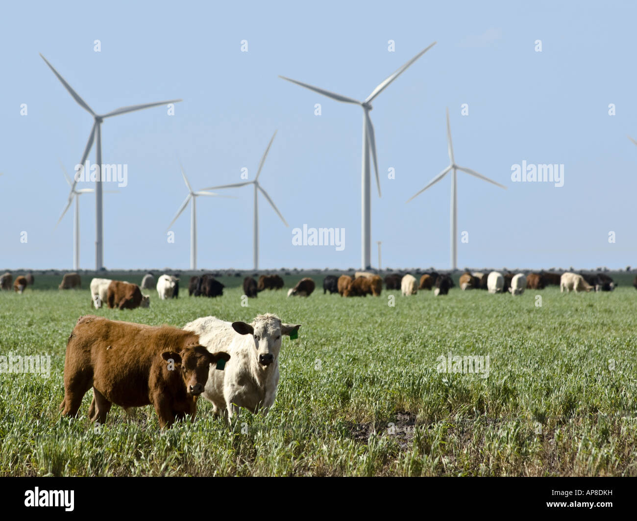 Cattle windfarm hi-res stock photography and images - Alamy