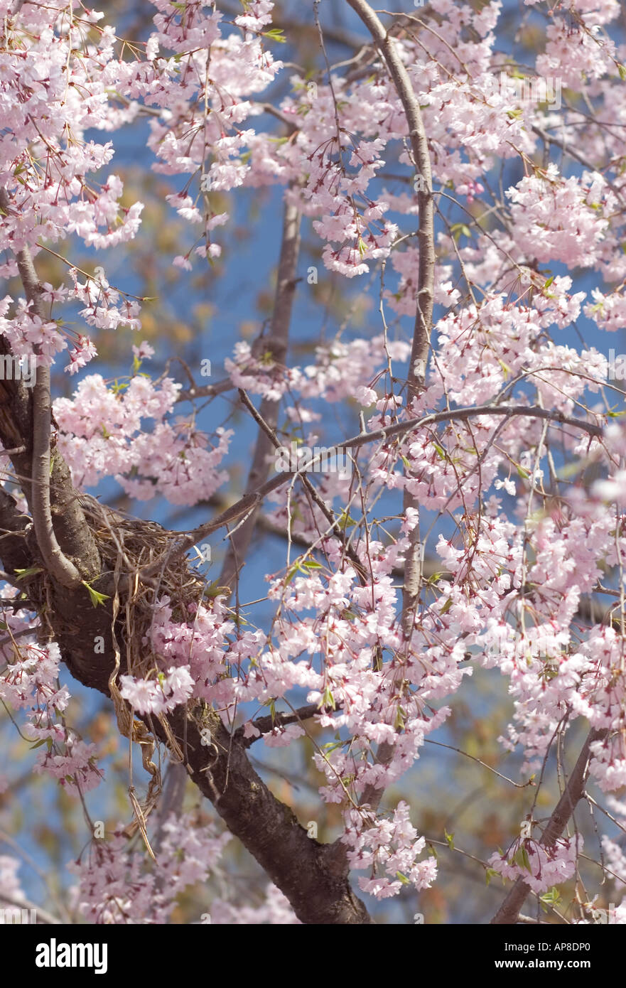 Weeping cherry tree with bird's nest on a branch Stock Photo - Alamy