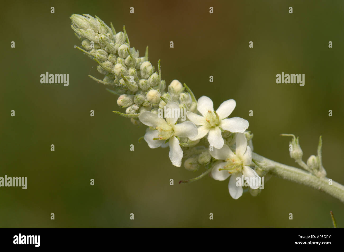 White mullein hi-res stock photography and images - Alamy