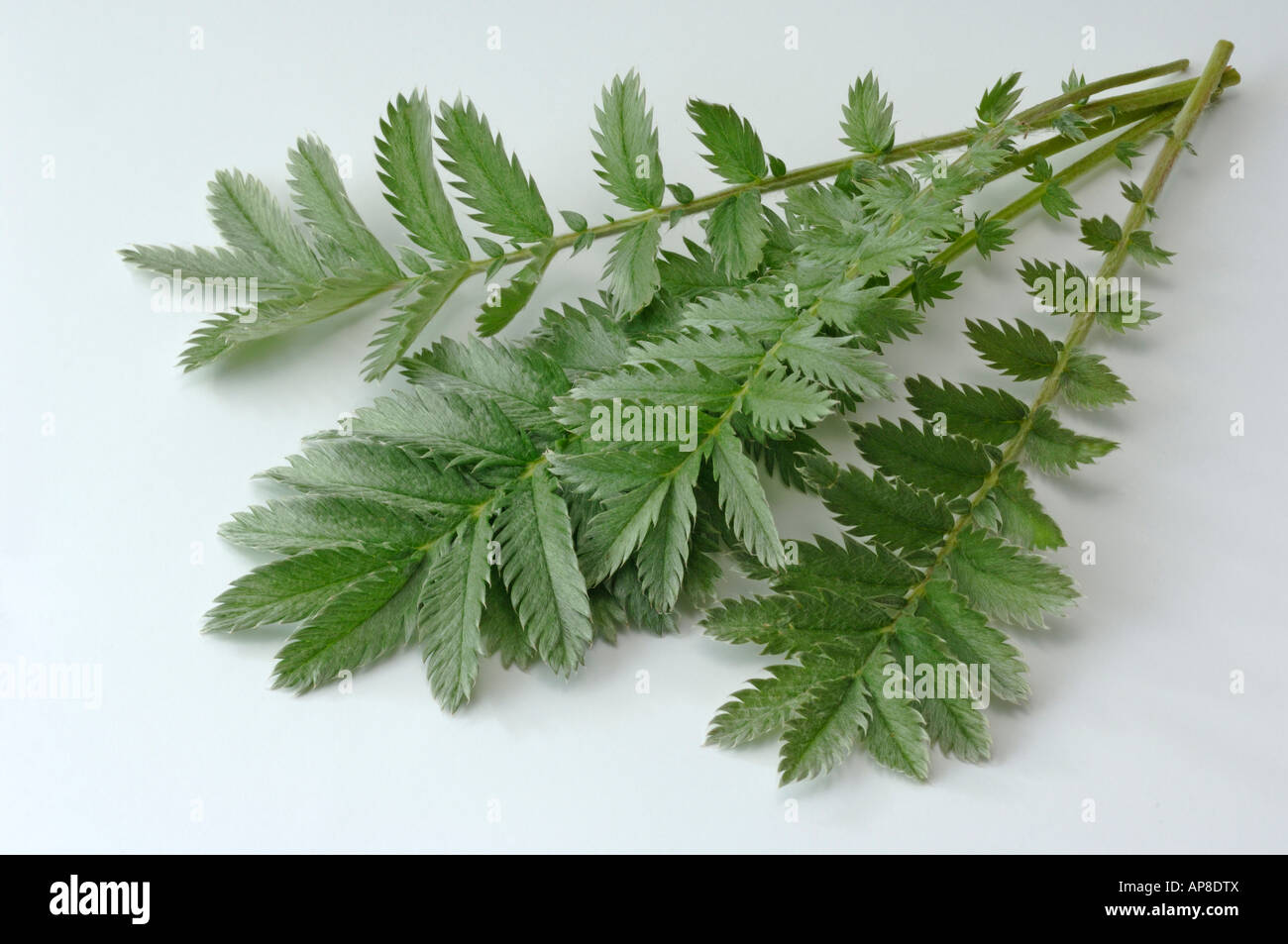 Silverweed (Potentilla anserina) leaves studio picture Stock Photo - Alamy