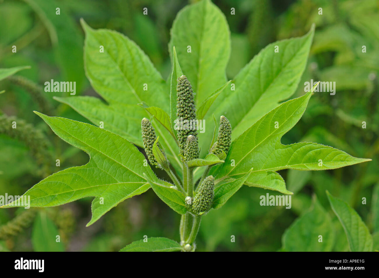 Giant Ragweed Plant