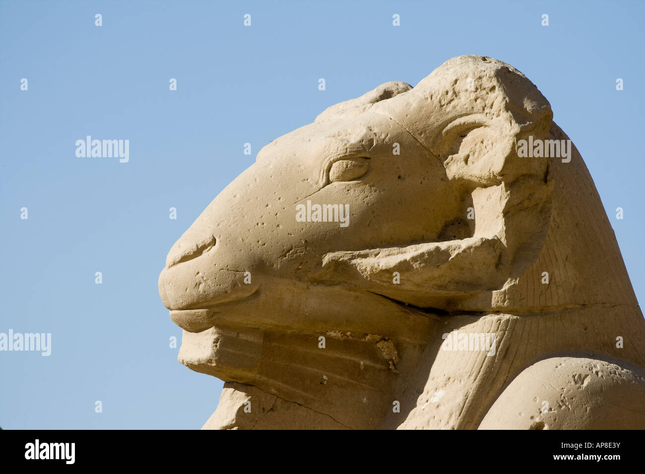 Ram Headed Sphinx Temples of Karnak Luxor Nile Valley Egypt Stock Photo ...