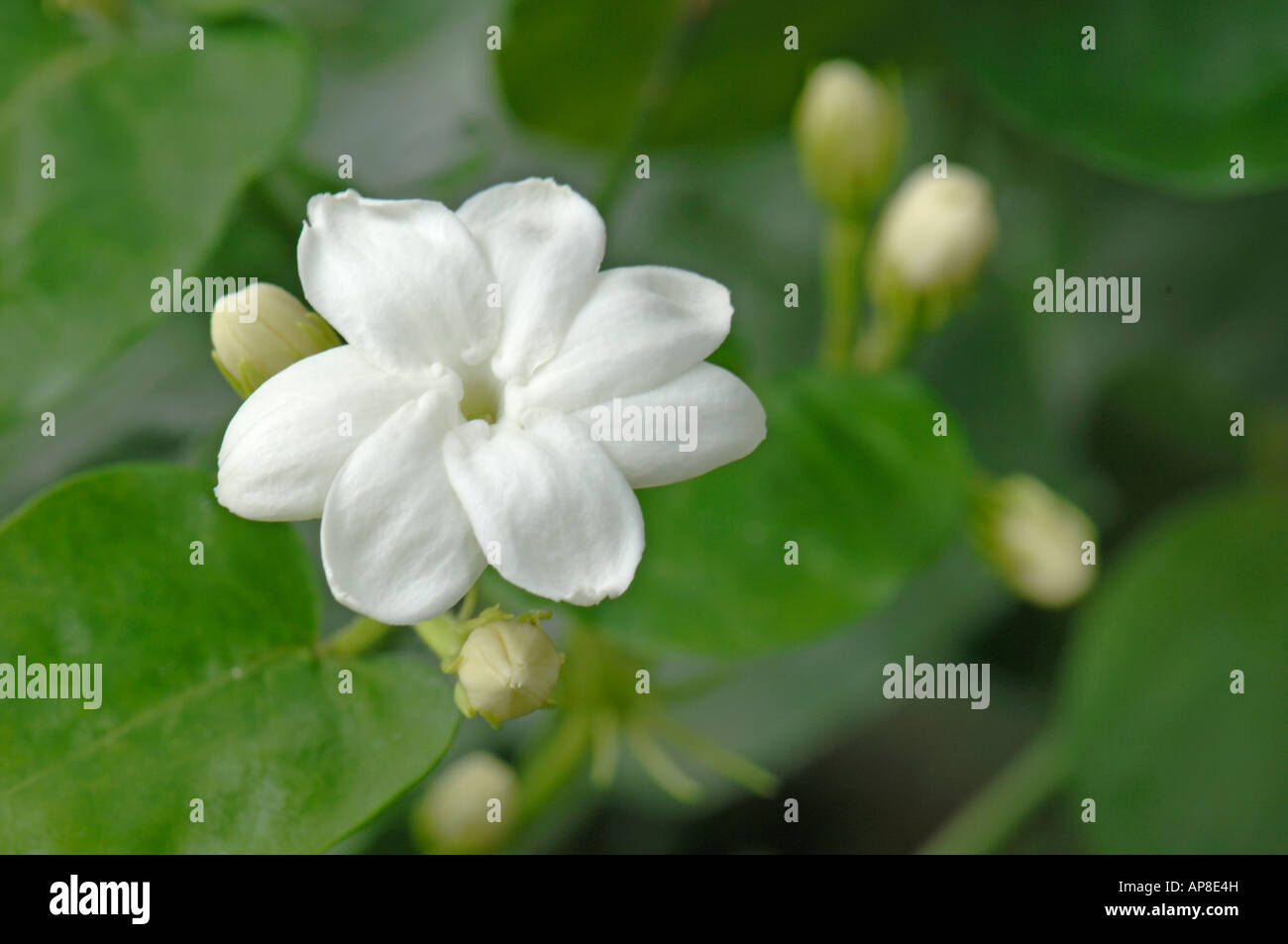 Arabian Jasmine (Jasminum sambac), flowering Stock Photo - Alamy