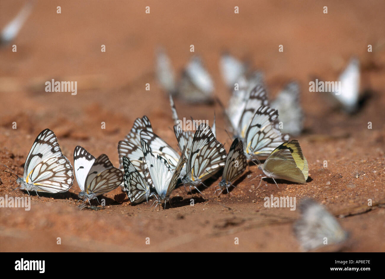 Butterflies on soil, Namibia Stock Photo - Alamy
