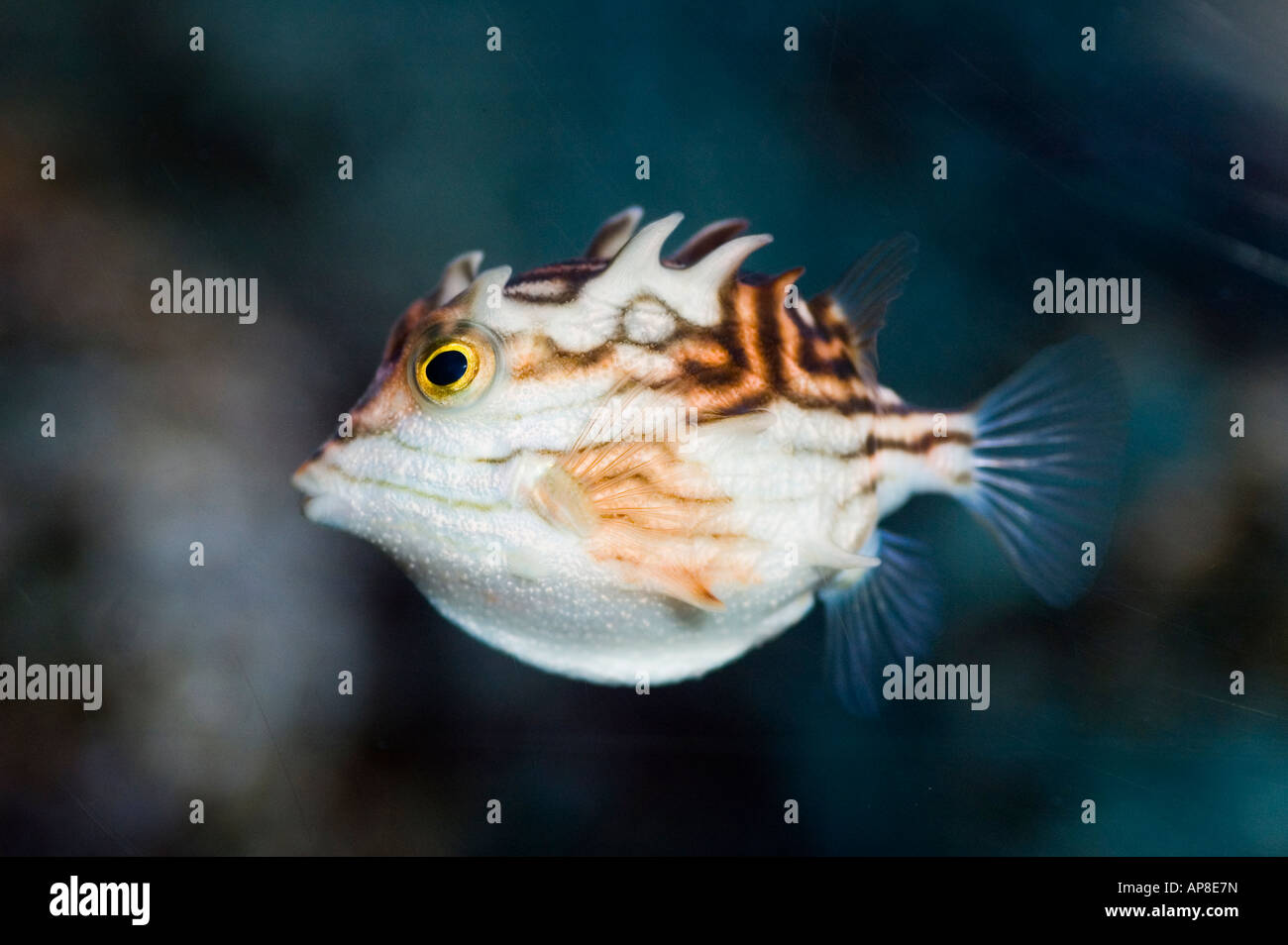 Spiny puffer fish hi-res stock photography and images - Alamy