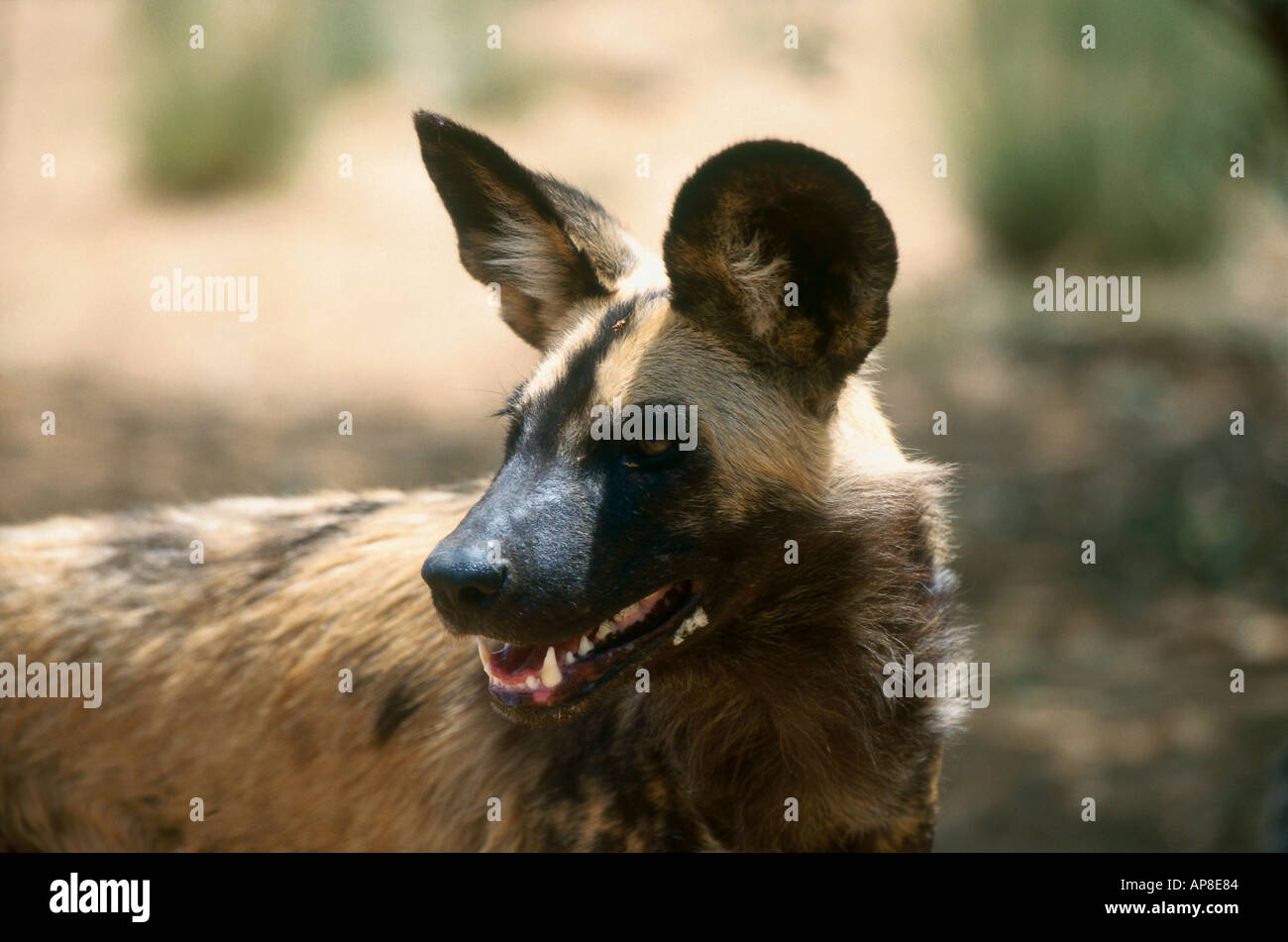 Close-up of Bat-eared Fox (Otocyon megalotis) in forest, Namibia Stock ...