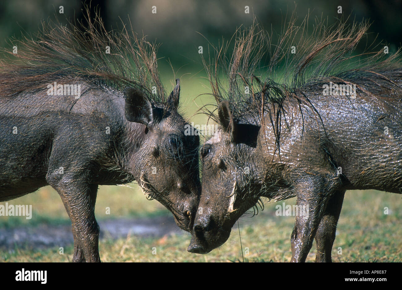 Warthogs fighting hi-res stock photography and images - Alamy