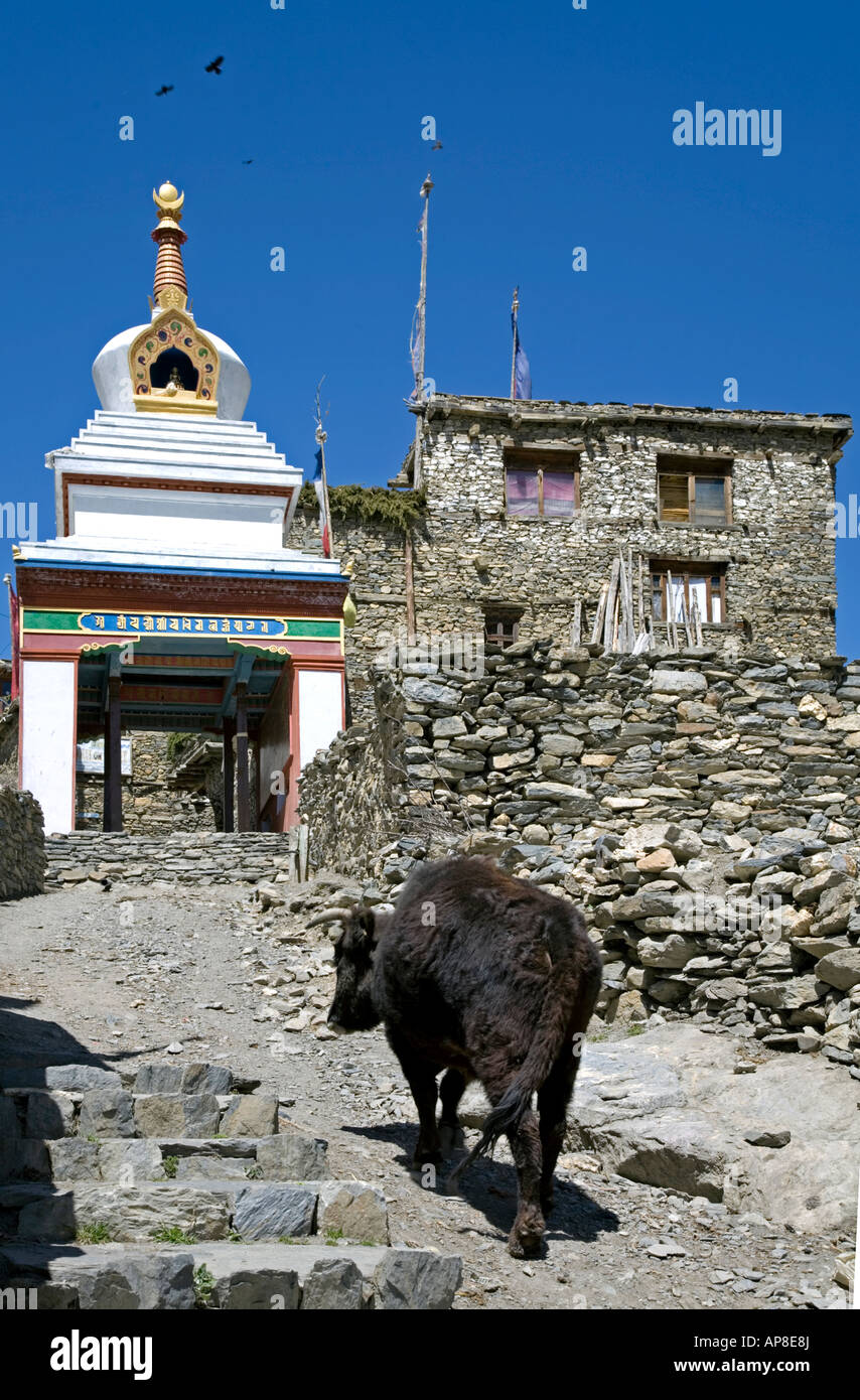 Bull at the entrance of Khangsar village. On the way to Tilicho Lake ...