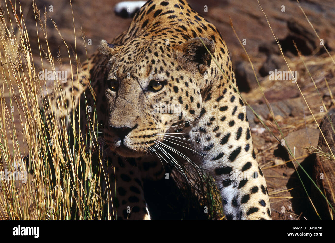 Pantera pardus hi-res stock photography and images - Alamy