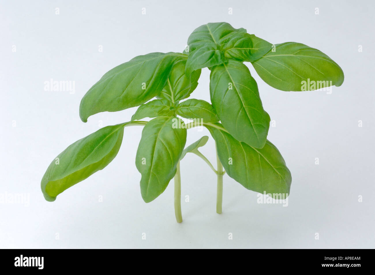 Basil (Ocimum basilicum), stems with leaves, studio picture Stock Photo ...