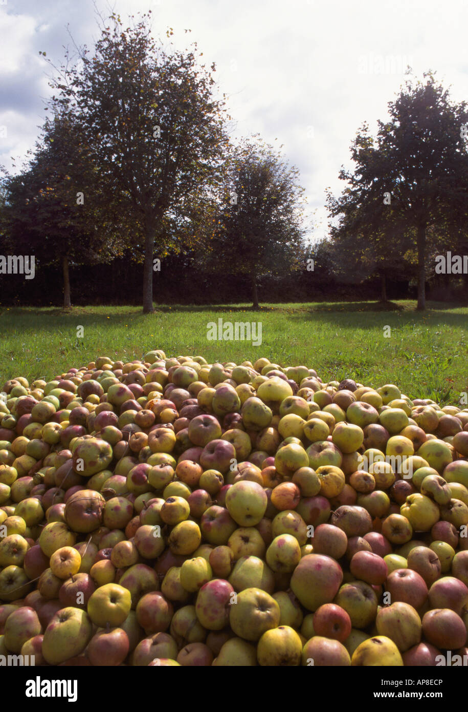 Apple Orchard Normandy France High Resolution Stock Photography and ...