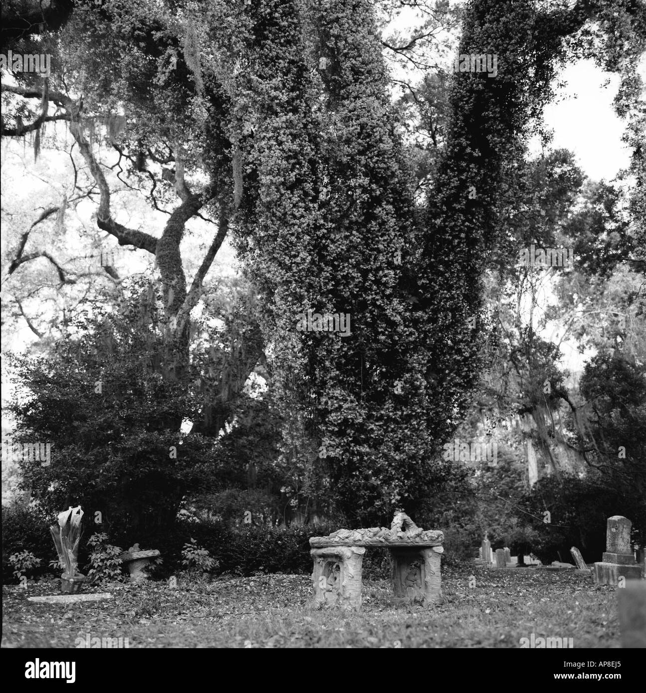 Towering oak tree covered with ivy, flanked by a Victorian garden Stock ...