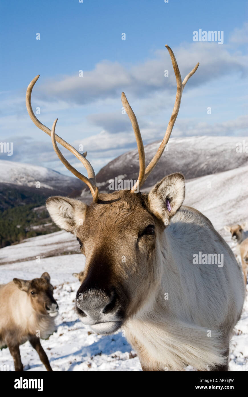 Reindeer winter sunlight hi-res stock photography and images - Alamy