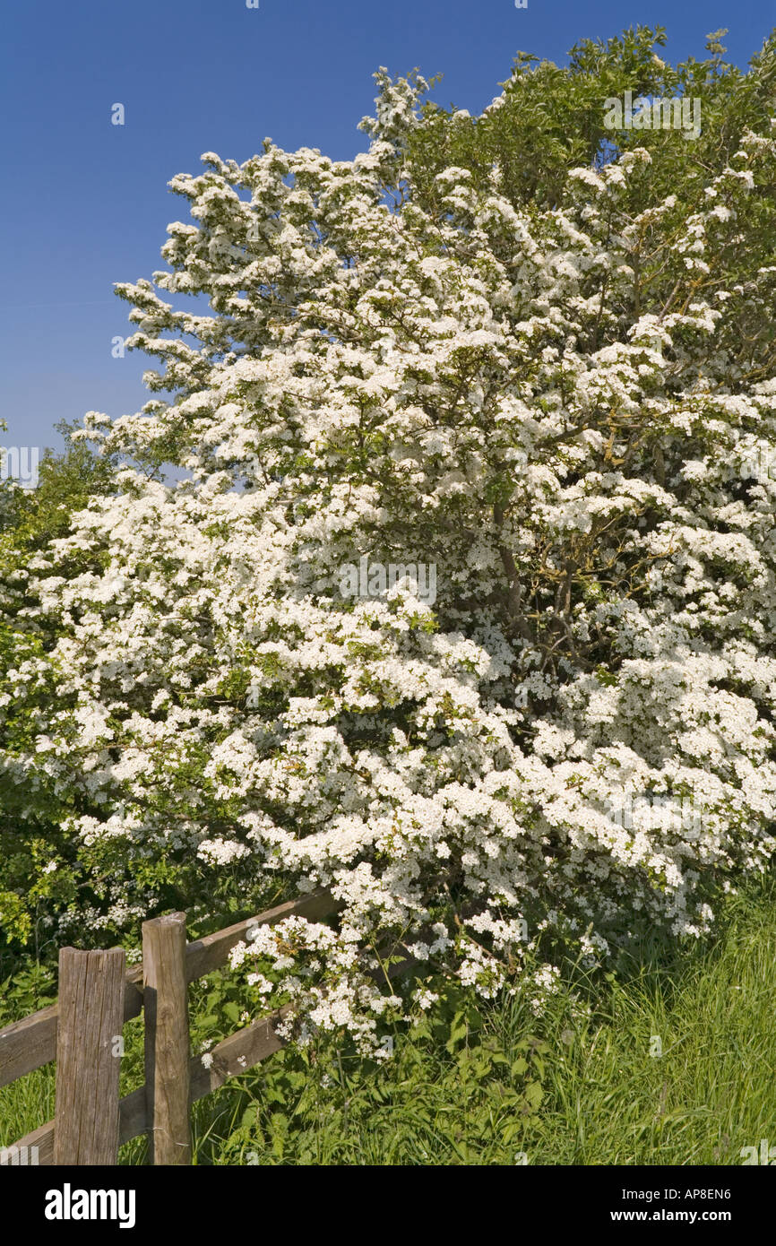 Hawthorn (May) in blossom on the Cotswolds near Condicote ...