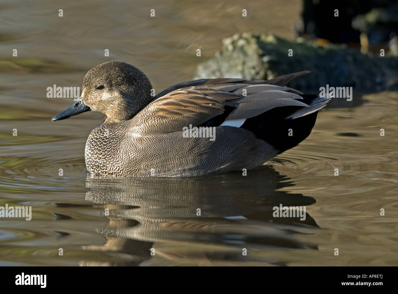 Gadwall feathers hi-res stock photography and images - Alamy