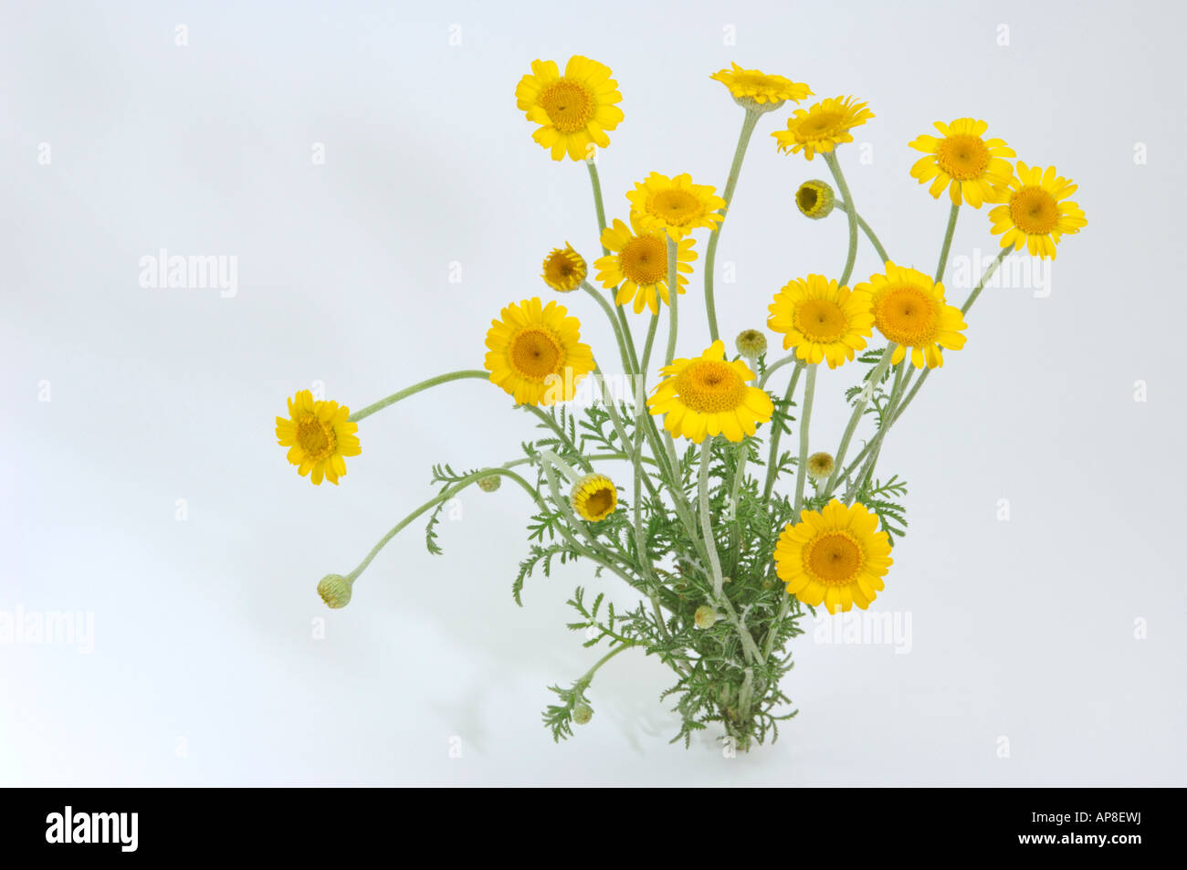 Dyers Chamomile, Yellow Chamomile (Anthemis tinctoria), flowering stems ...