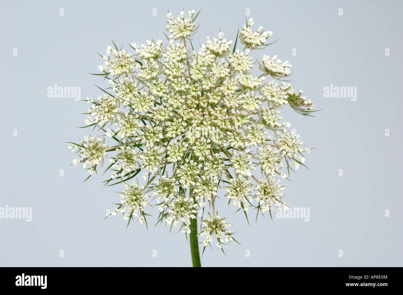 Wild Carrot (Daucus carota), flowering stem, studio picture Stock Photo ...