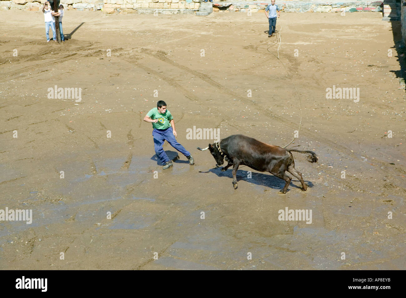 Bull charging man Sokamuturra bull running event Puerto Viejo, Algorta ...