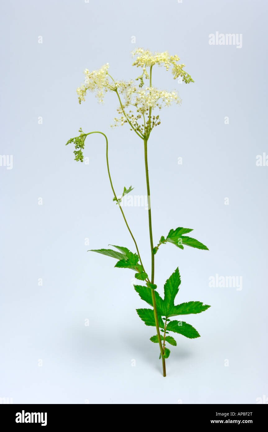 Meadowsweet (Filipendula ulmaria) flowering studio picture Stock Photo ...