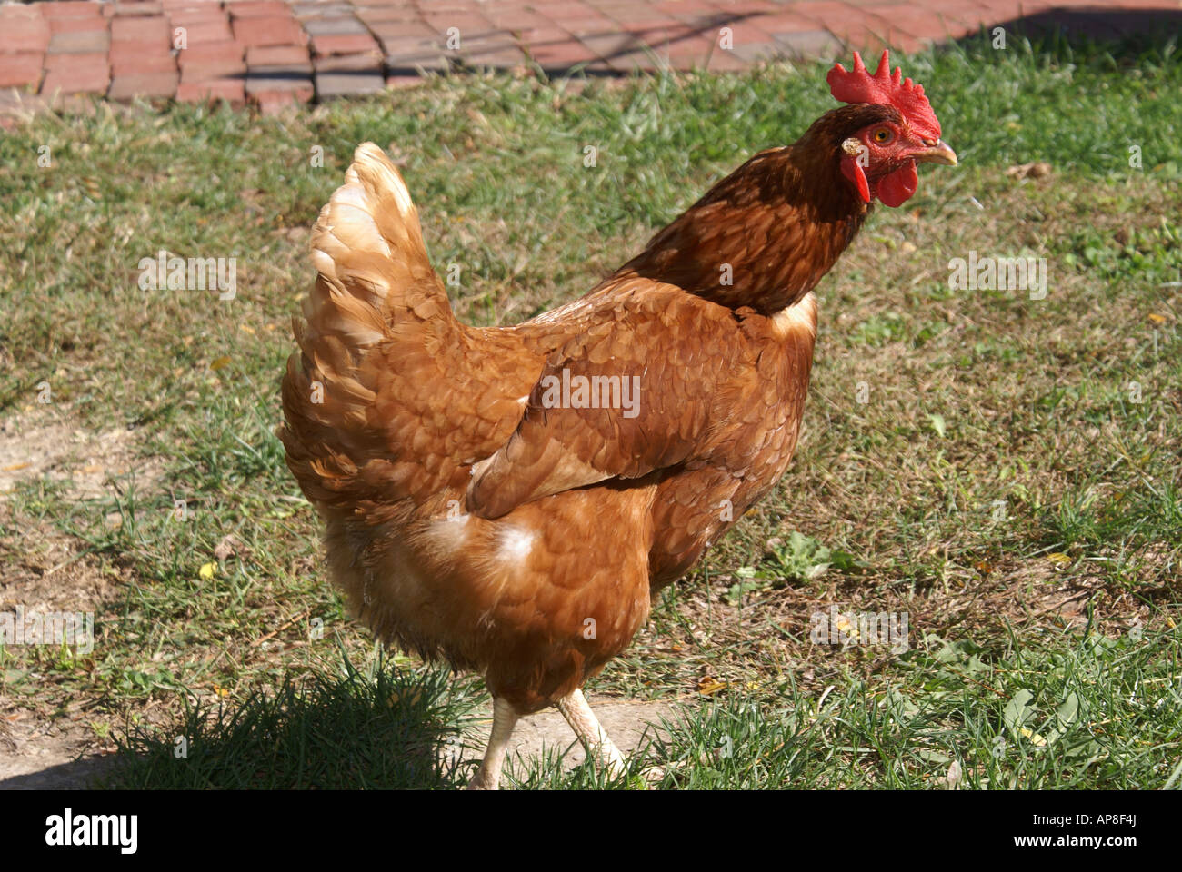 Free Range Fowl Stock Photo - Alamy