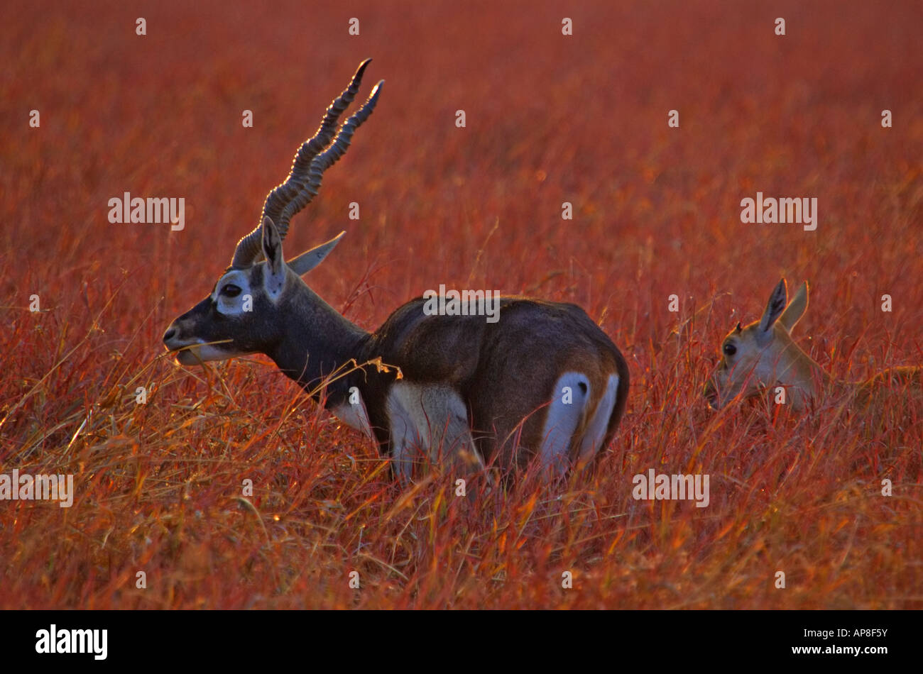 Indian blackbuck feeding hi-res stock photography and images - Alamy