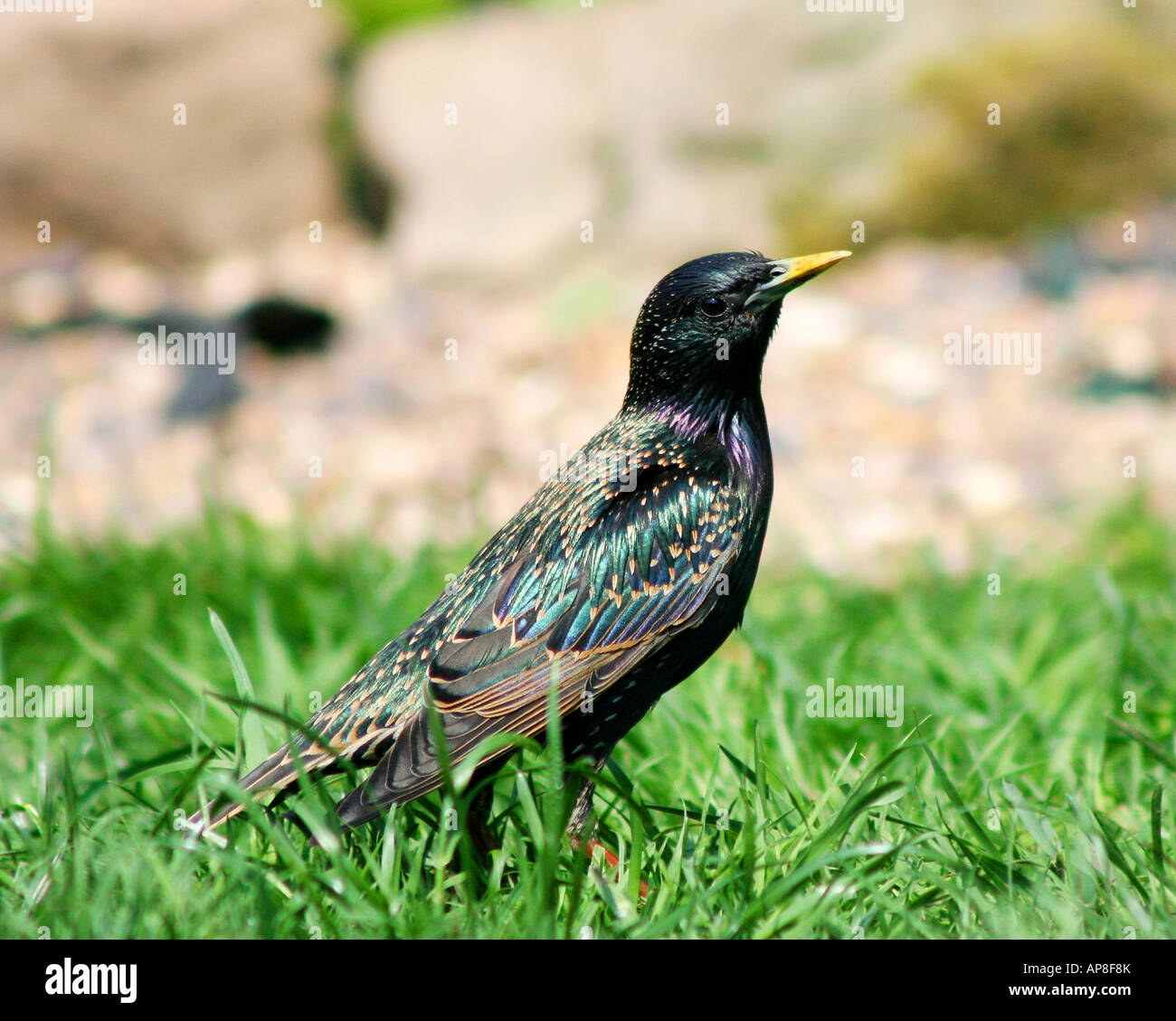 European Starling, Sturnus vulgaris Stock Photo - Alamy