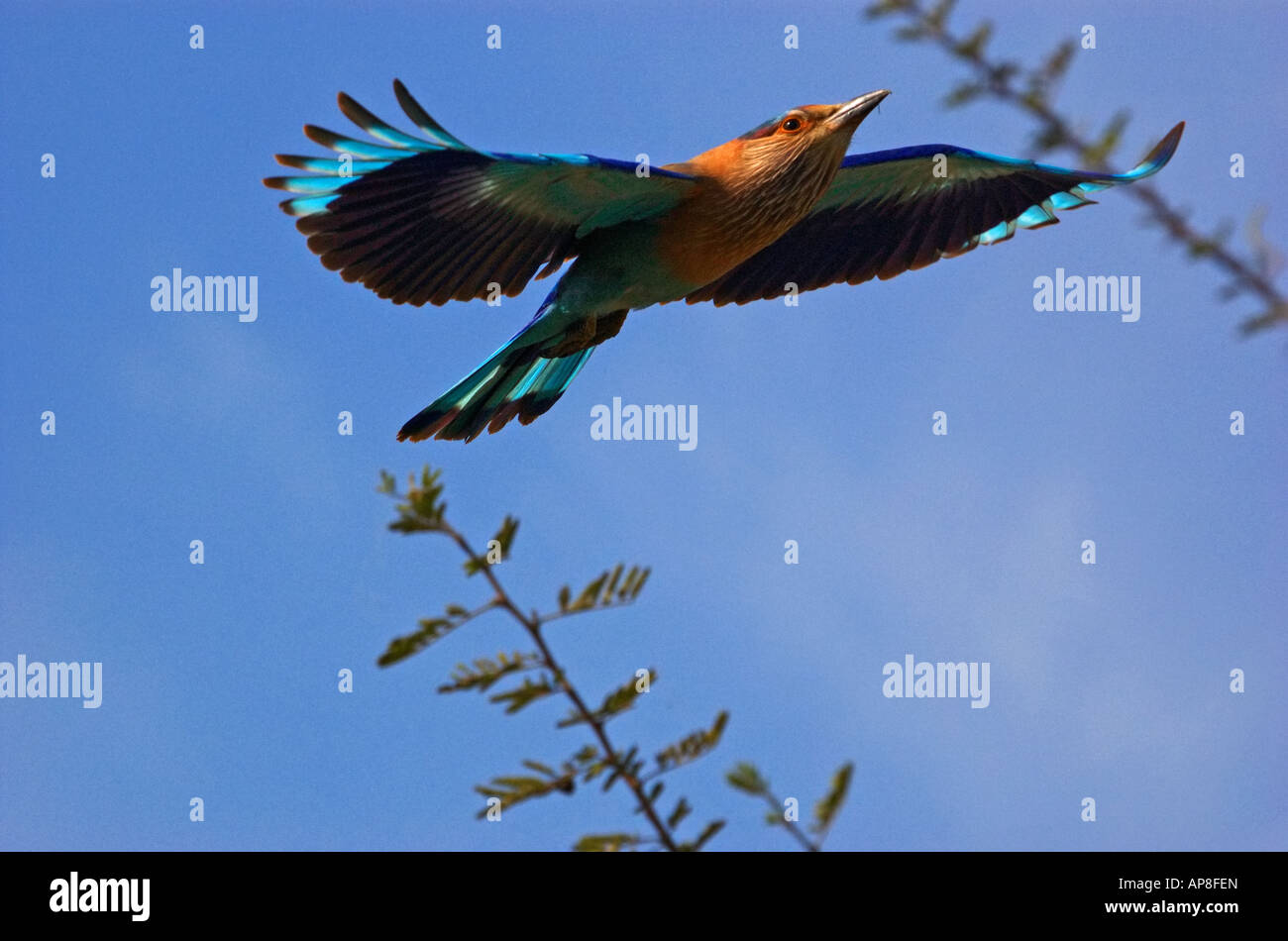 Indian roller in nature hi-res stock photography and images - Alamy