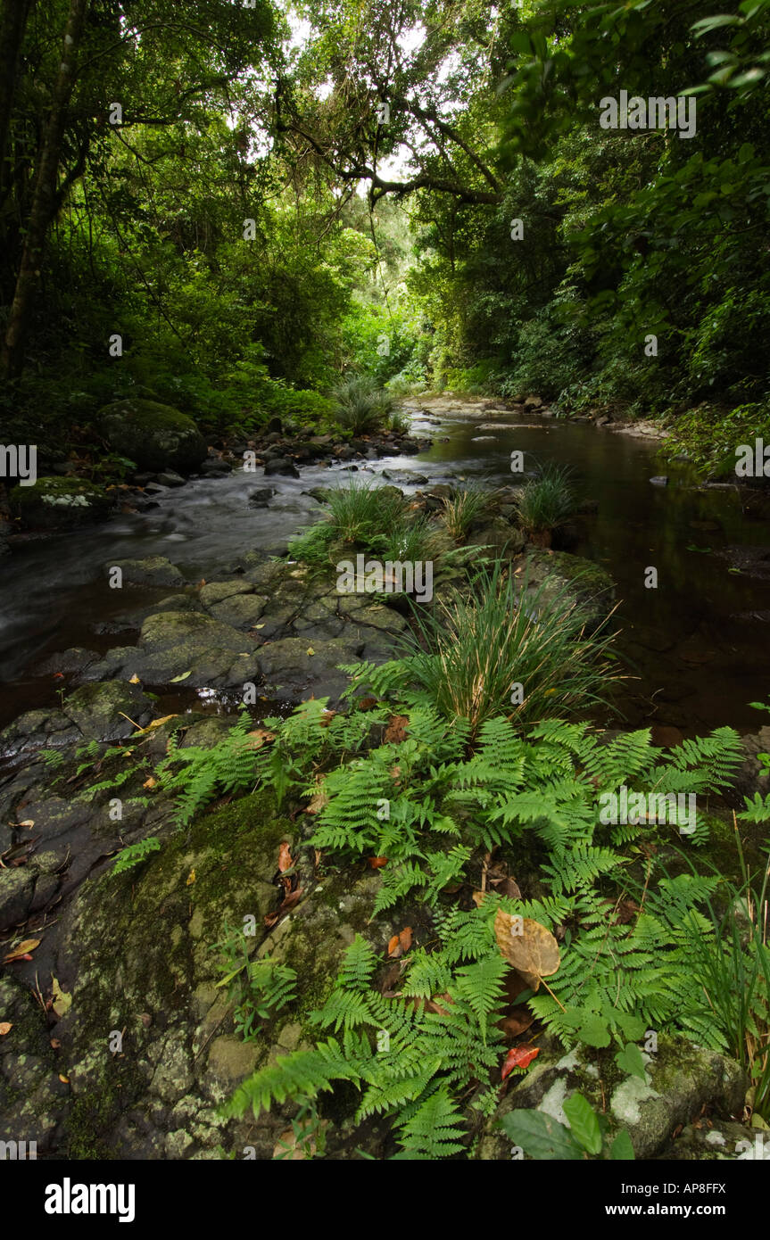 river in the rainforest, Montagne d'Ambre National Park, Madagascar ...