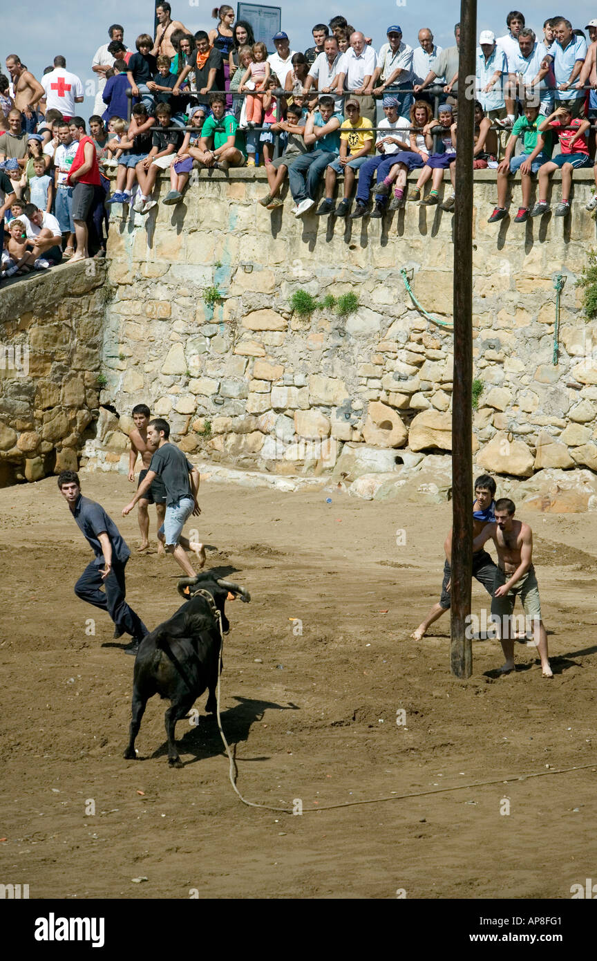 Bull dragging rope tether charges as men flee bull running event Puerto ...