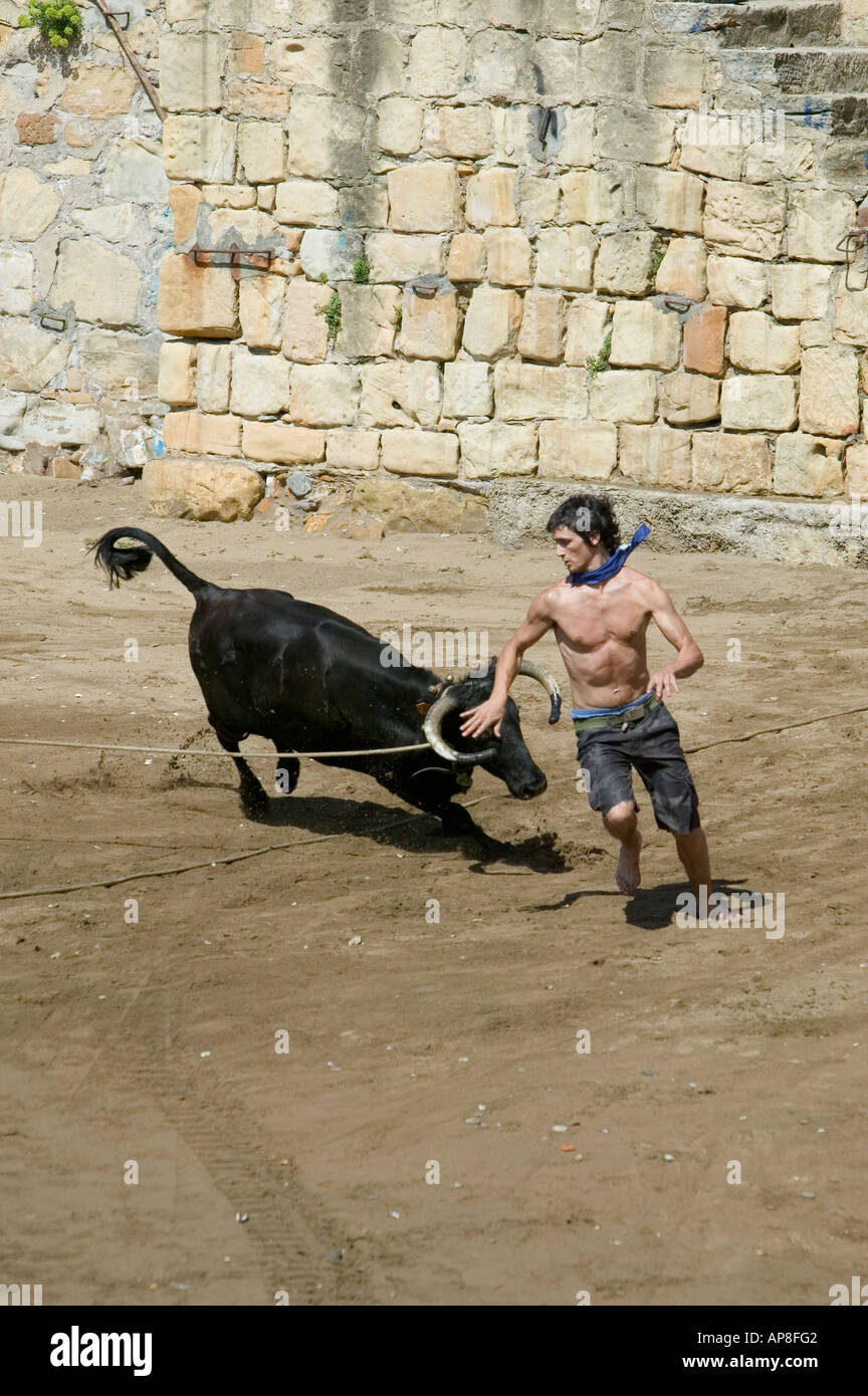 Bull charging fleeing man Sokamuturra bull running event Puerto Viejo ...