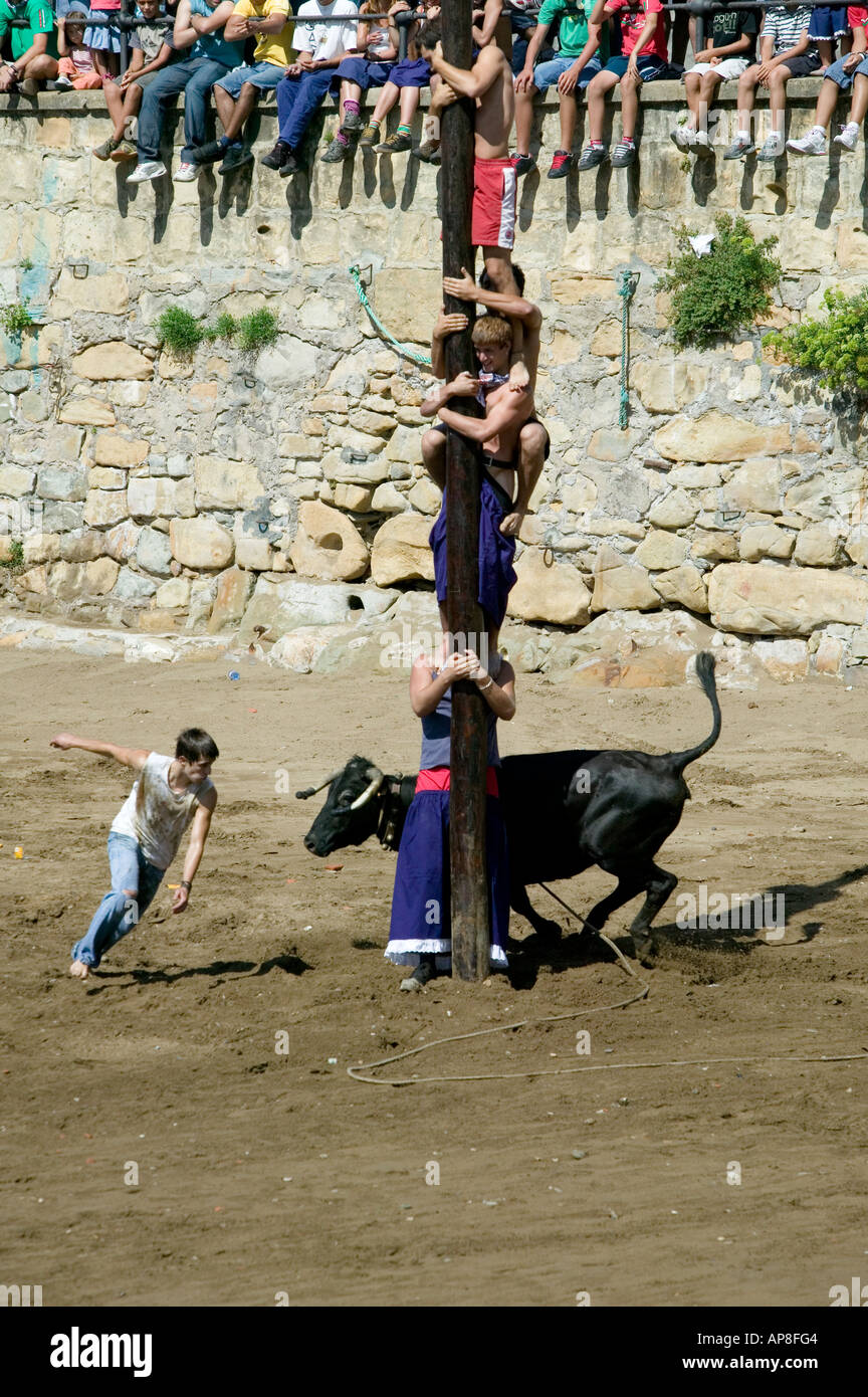 Bull charging man as his team mates hang on to greasy pole Sokamuturra ...
