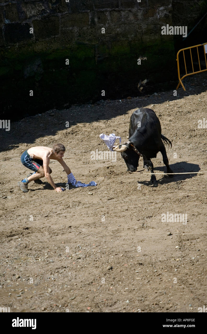 Bull charging man after ripping t shirt from his back with horns ...
